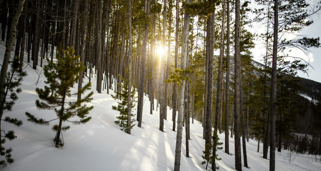 Whispers of winter: 5 poems about snow - Refinelife